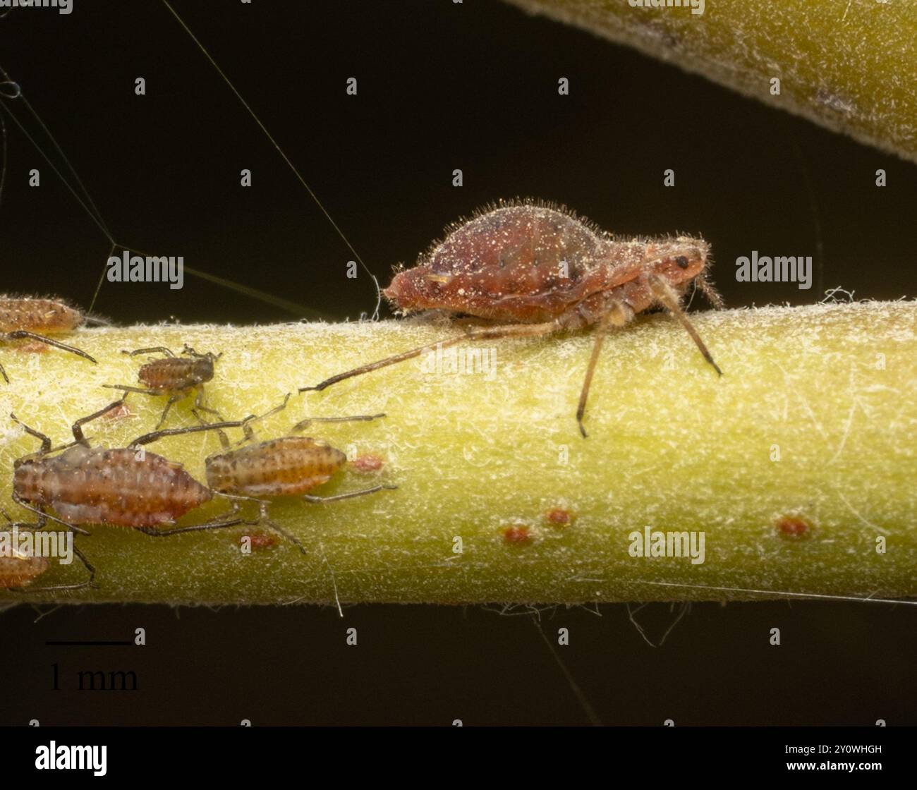Willow Bark Aphids (Pterocomma) Insecta Stock Photo - Alamy