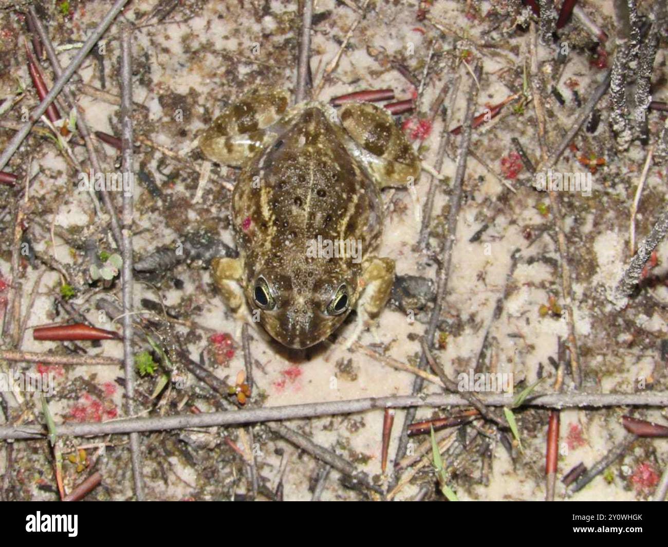 Cape sand frog (Tomopterna delalandii) Amphibia Stock Photo - Alamy