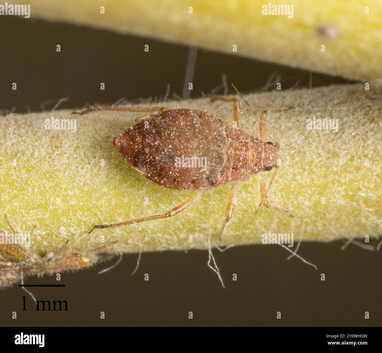 Willow Bark Aphids (Pterocomma) Insecta Stock Photo - Alamy