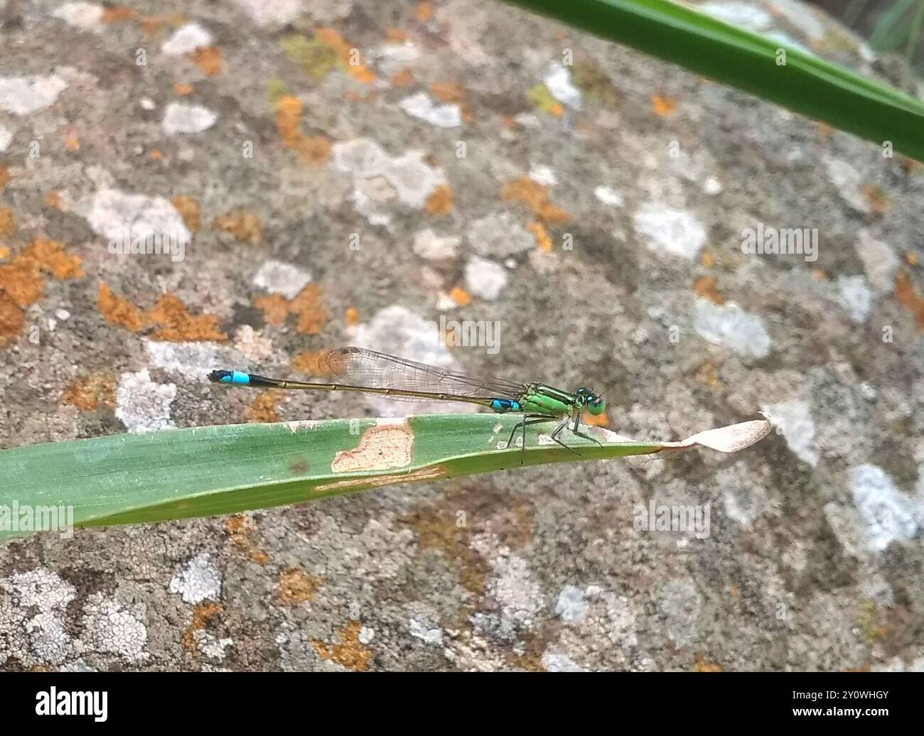 Common Bluetail (Ischnura senegalensis) Insecta Stock Photo - Alamy