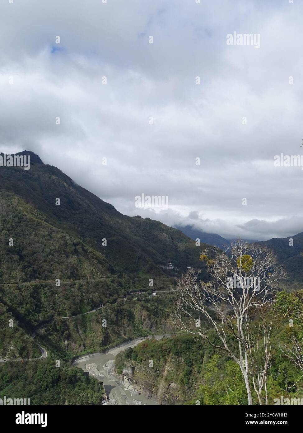 (Viscum coloratum) Plantae Stock Photo - Alamy