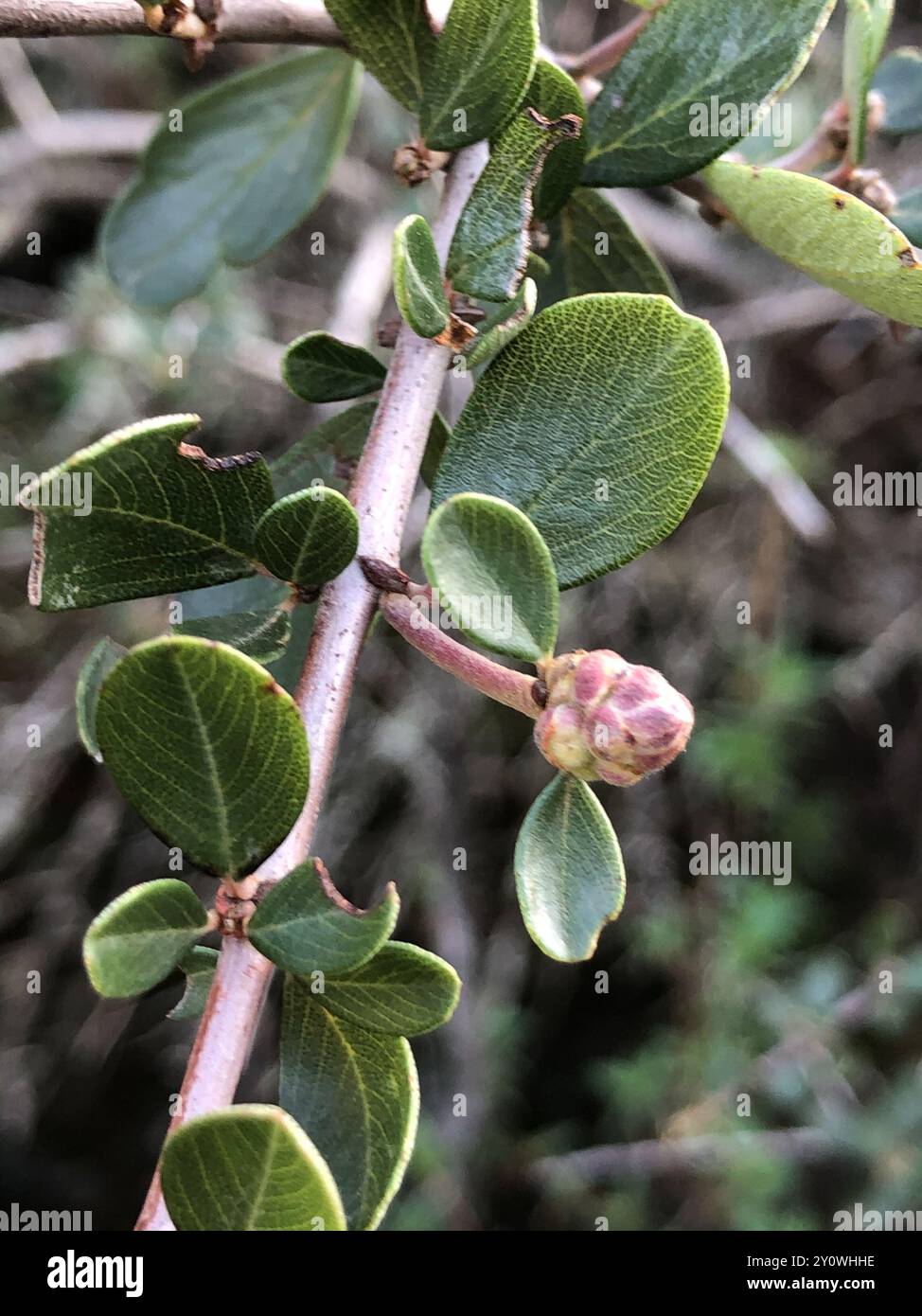 Buckbrush (Ceanothus cuneatus) Plantae Stock Photo - Alamy