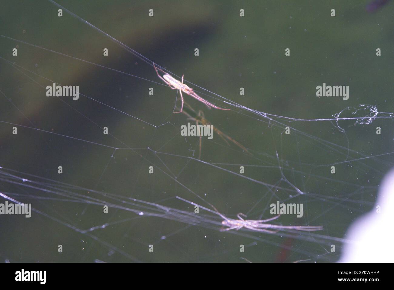 Stretch Spiders (Tetragnatha) Arachnida Stock Photo - Alamy