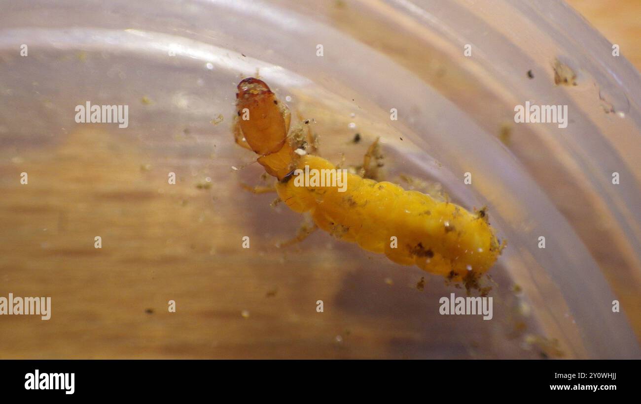 Little Black Caddisflies (Chimarra) Insecta Stock Photo - Alamy