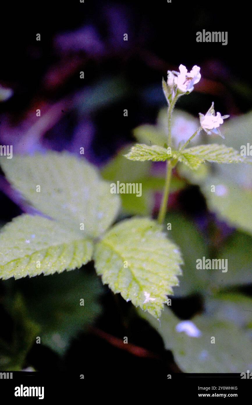dwarf raspberry (Rubus pubescens) Plantae Stock Photo - Alamy