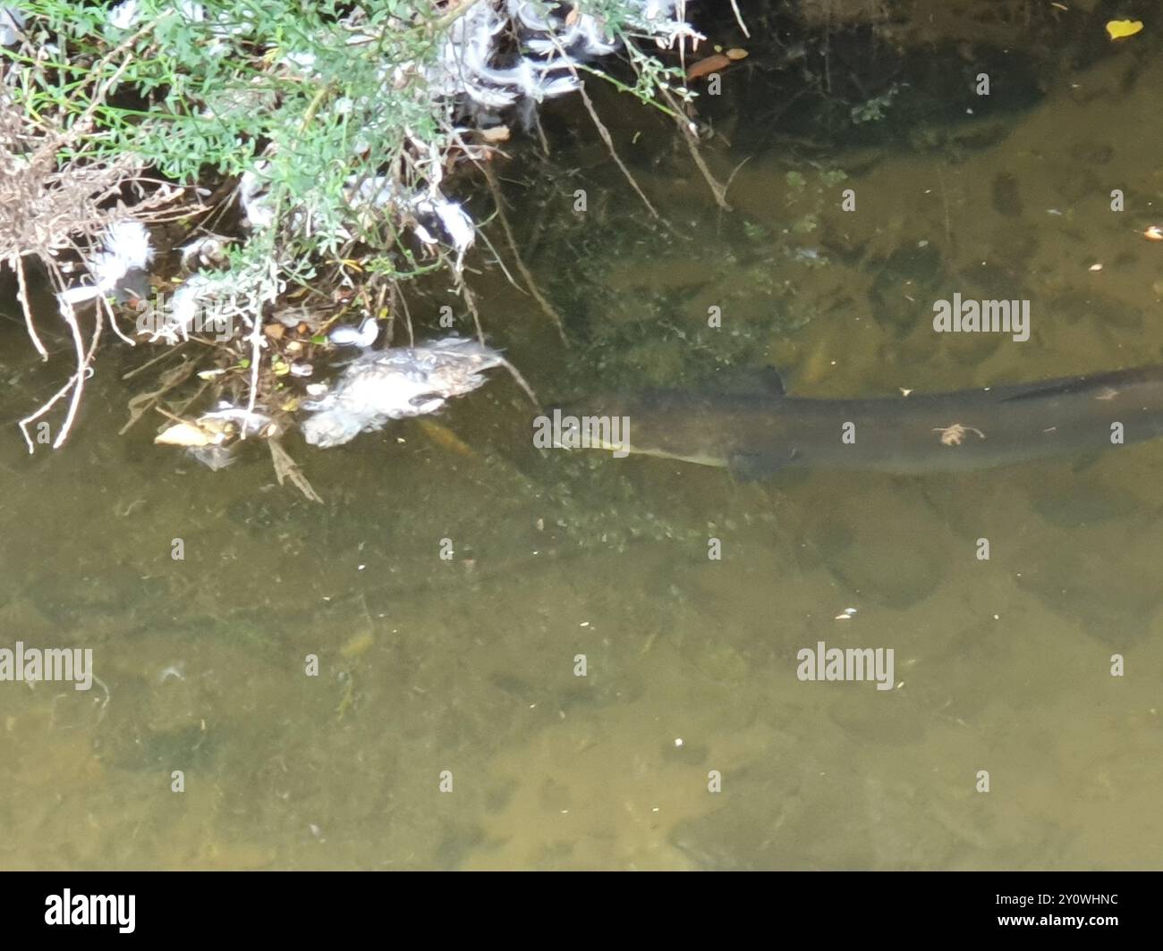 New Zealand Longfin Eel (Anguilla dieffenbachii) Actinopterygii Stock ...