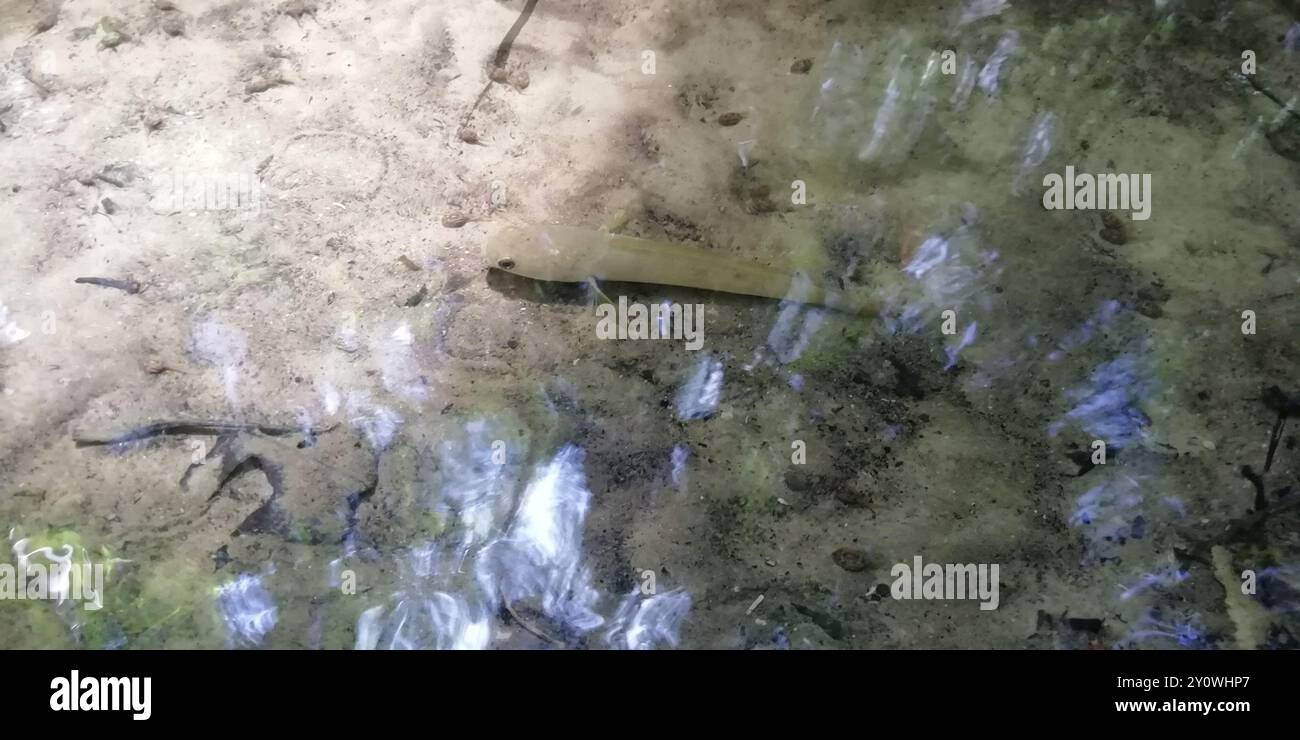 Striped Snakehead (Channa striata) Actinopterygii Stock Photo - Alamy