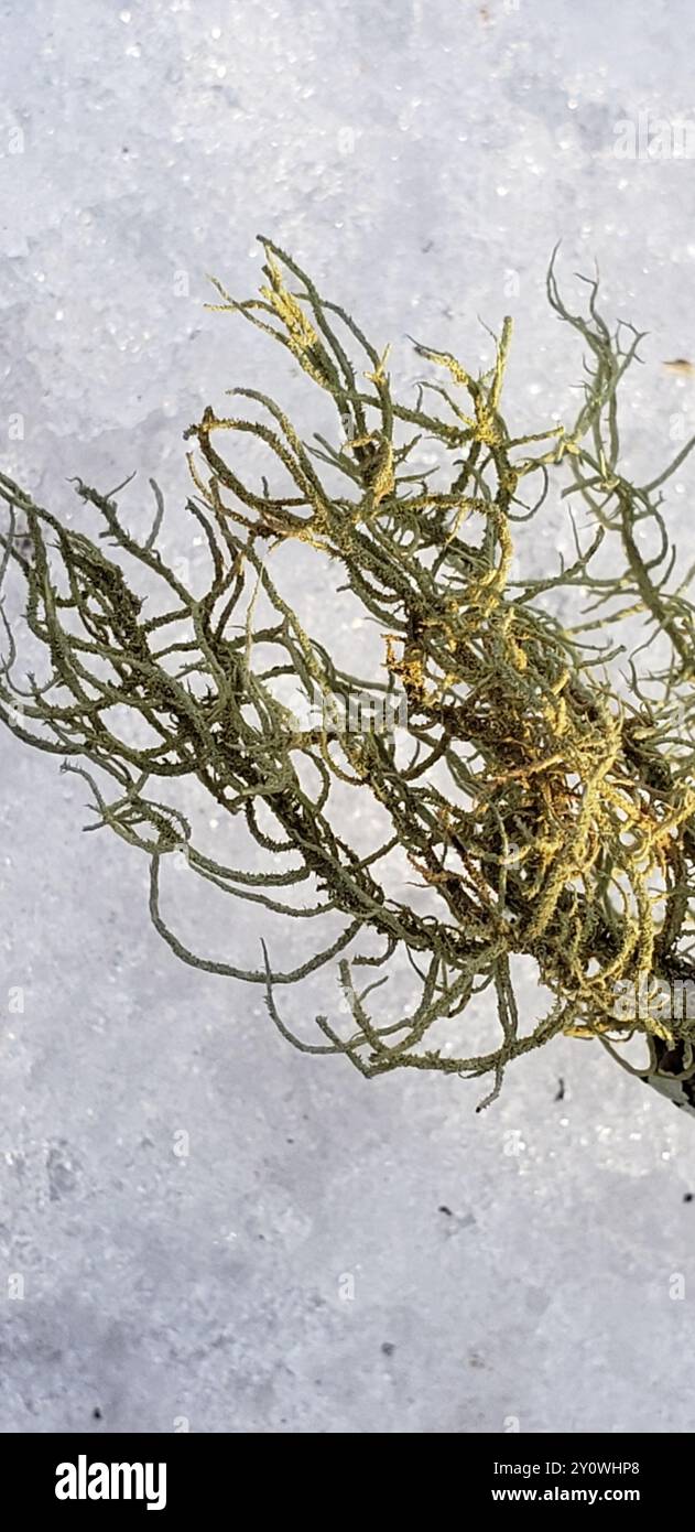 Bristly Beard Lichen (Usnea hirta) Fungi Stock Photo - Alamy