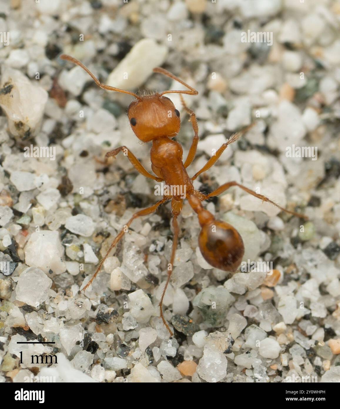 Typical American Harvester Ants (Pogonomyrmex) Insecta Stock Photo - Alamy
