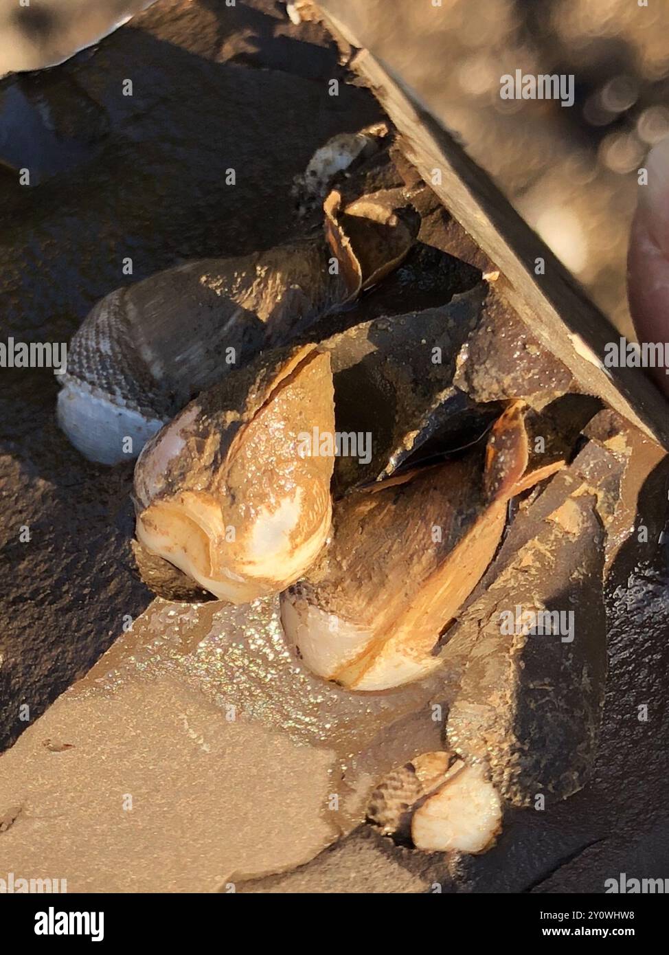 Flat-tip Piddock (Penitella penita) Mollusca Stock Photo - Alamy