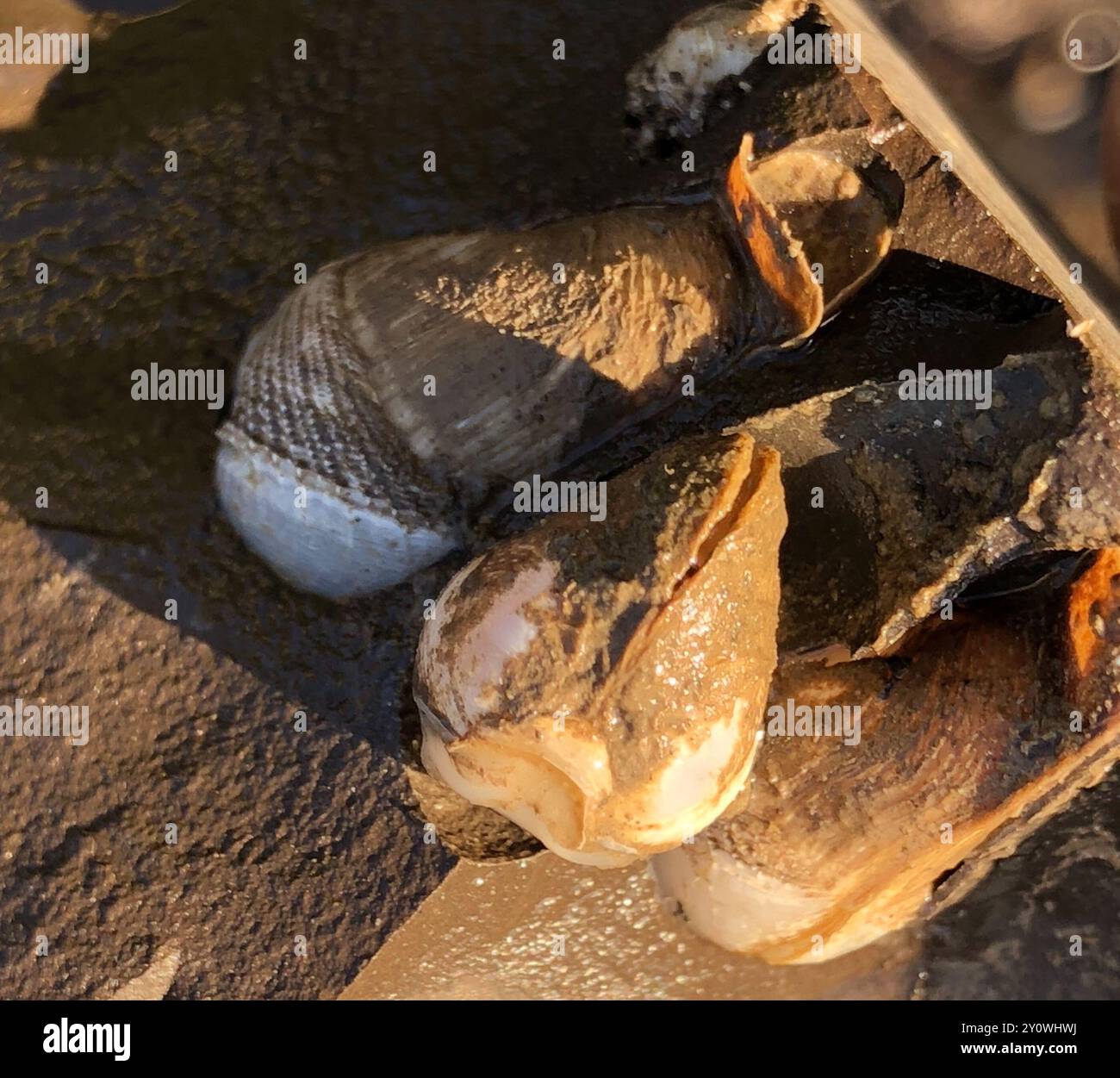 Flat-tip Piddock (Penitella penita) Mollusca Stock Photo - Alamy