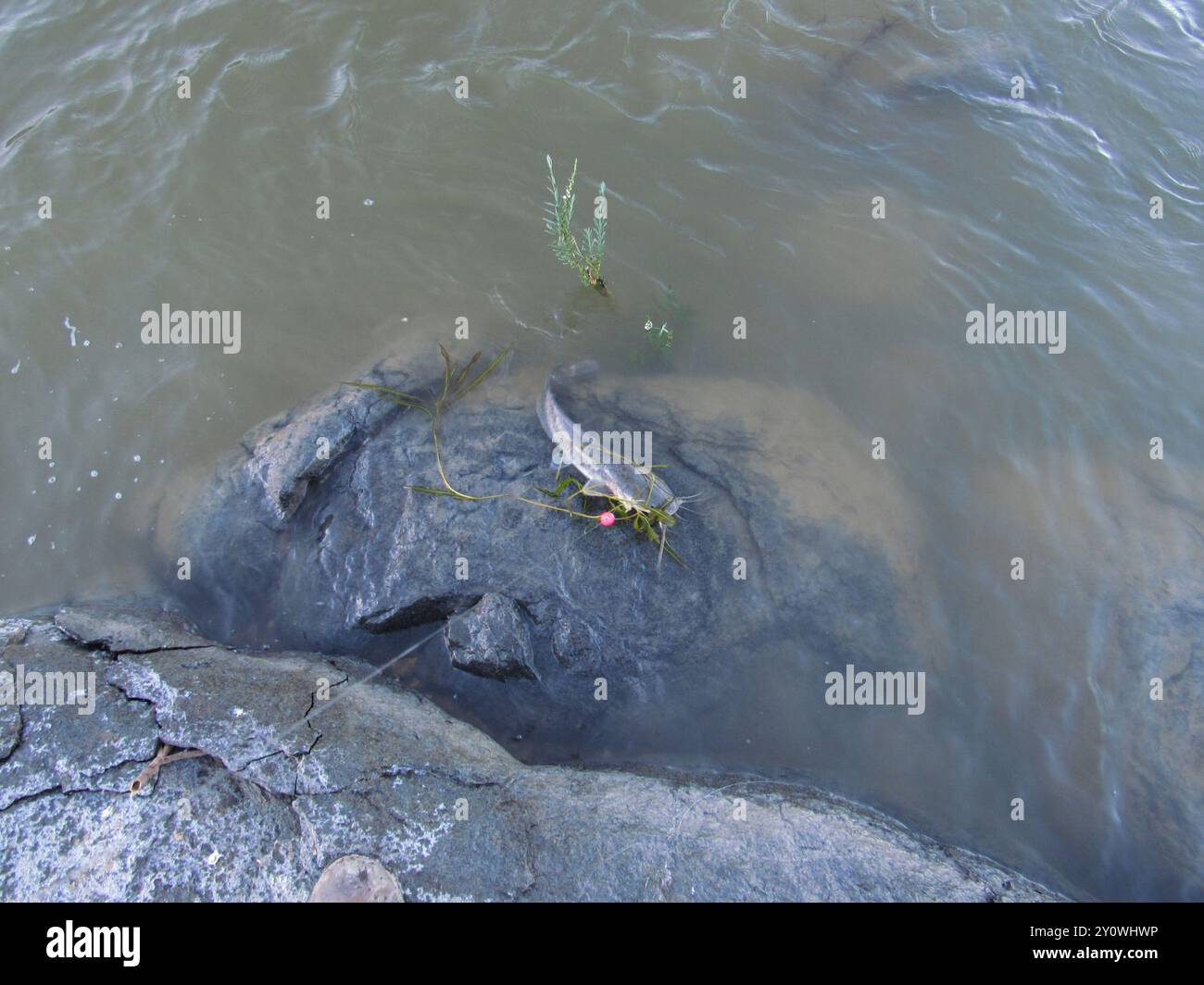 Sharptooth Catfish (Clarias gariepinus) Actinopterygii Stock Photo - Alamy