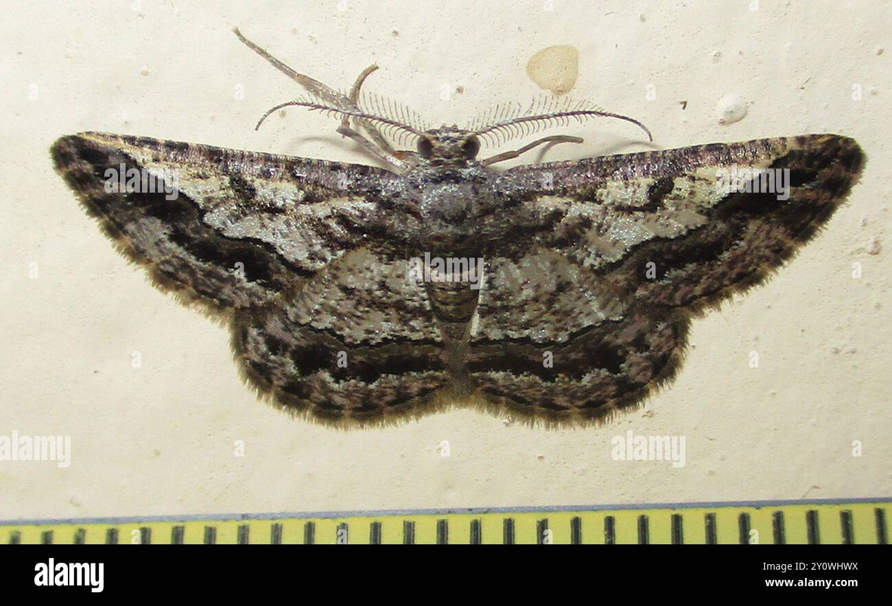 Geometer Moths (Geometridae) Insecta Stock Photo - Alamy