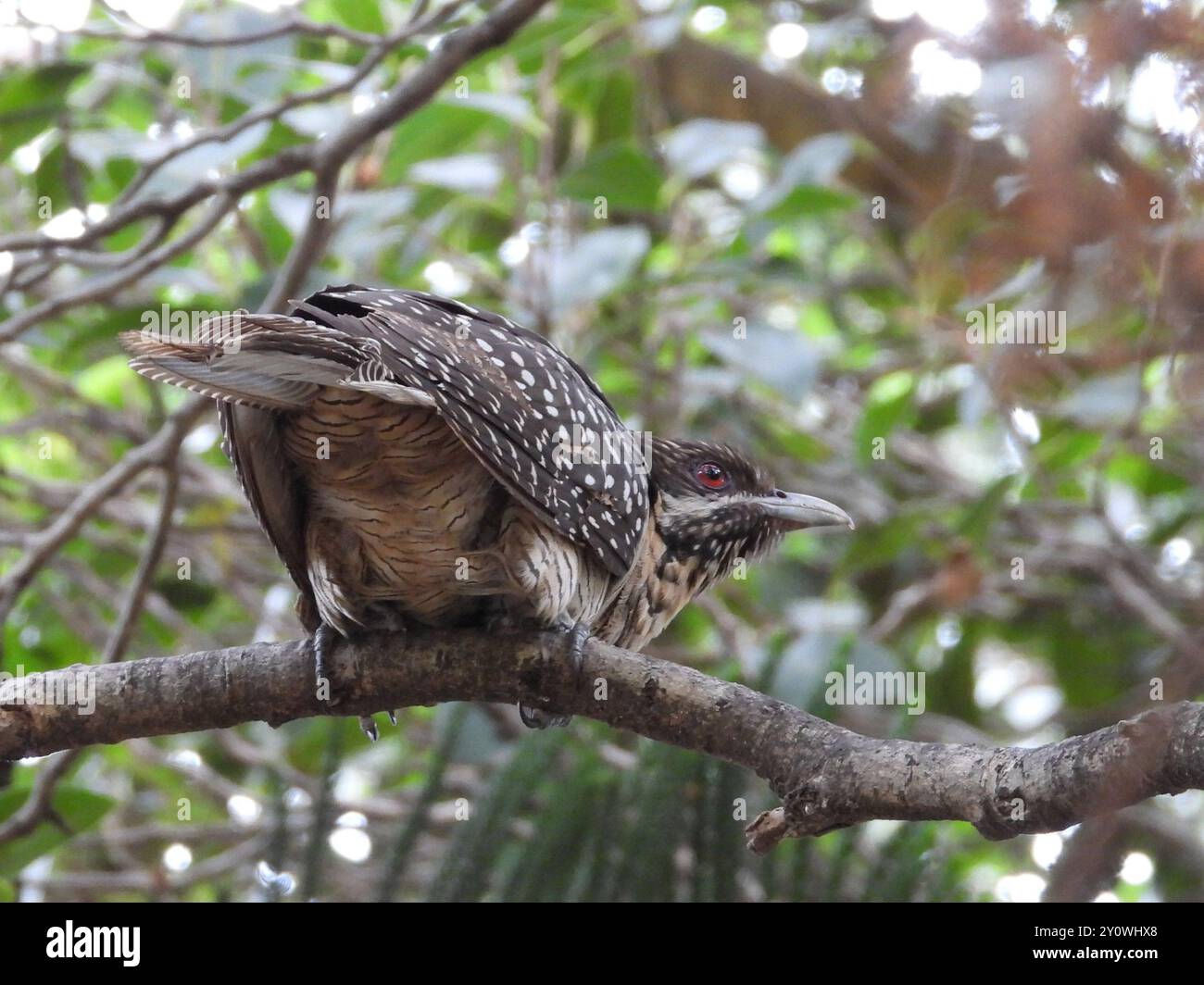 Pacific Koel (Eudynamys orientalis) Aves Stock Photo - Alamy