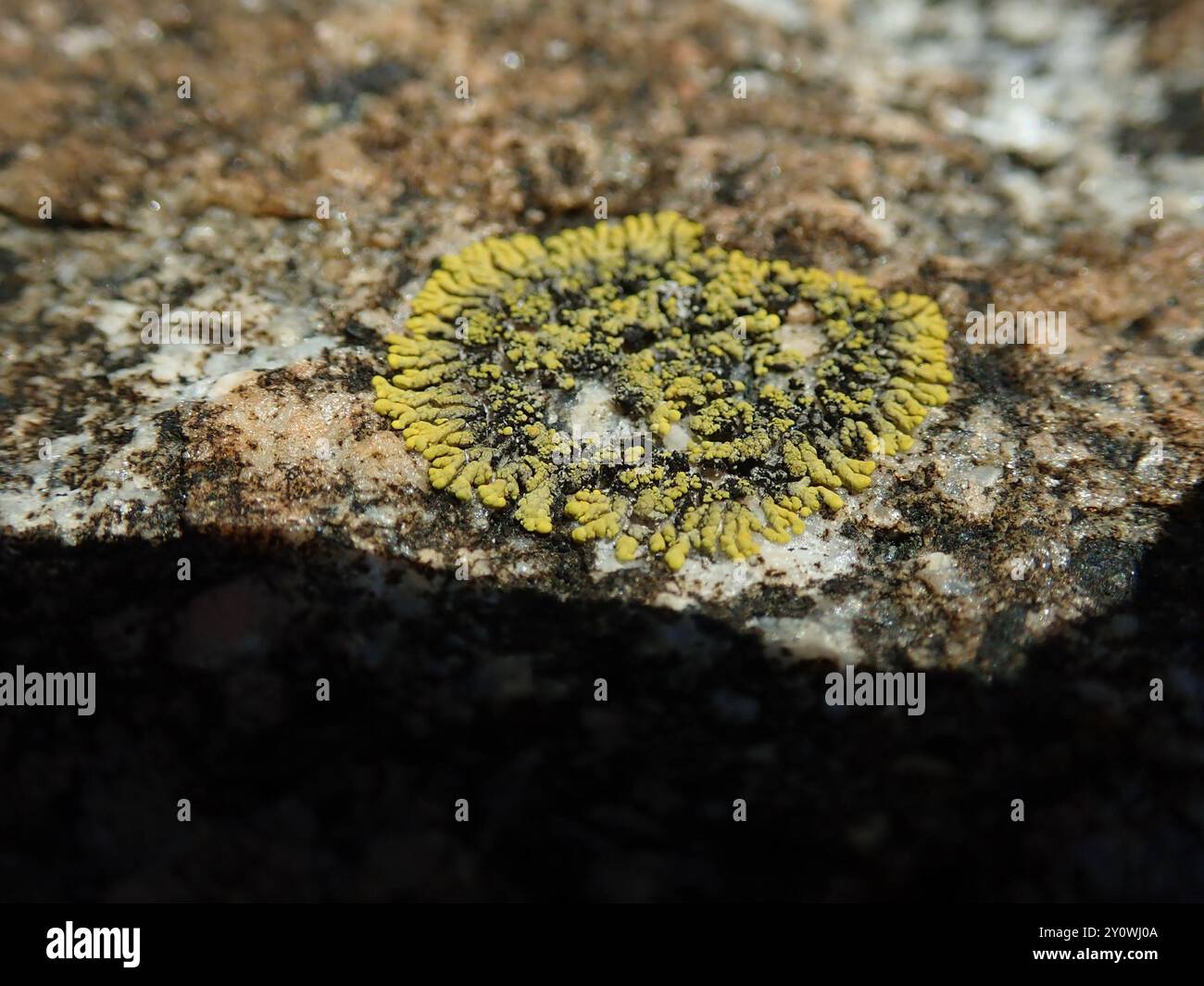 Ringed Firedot Lichen (Polycauliona verruculifera) Fungi Stock Photo ...