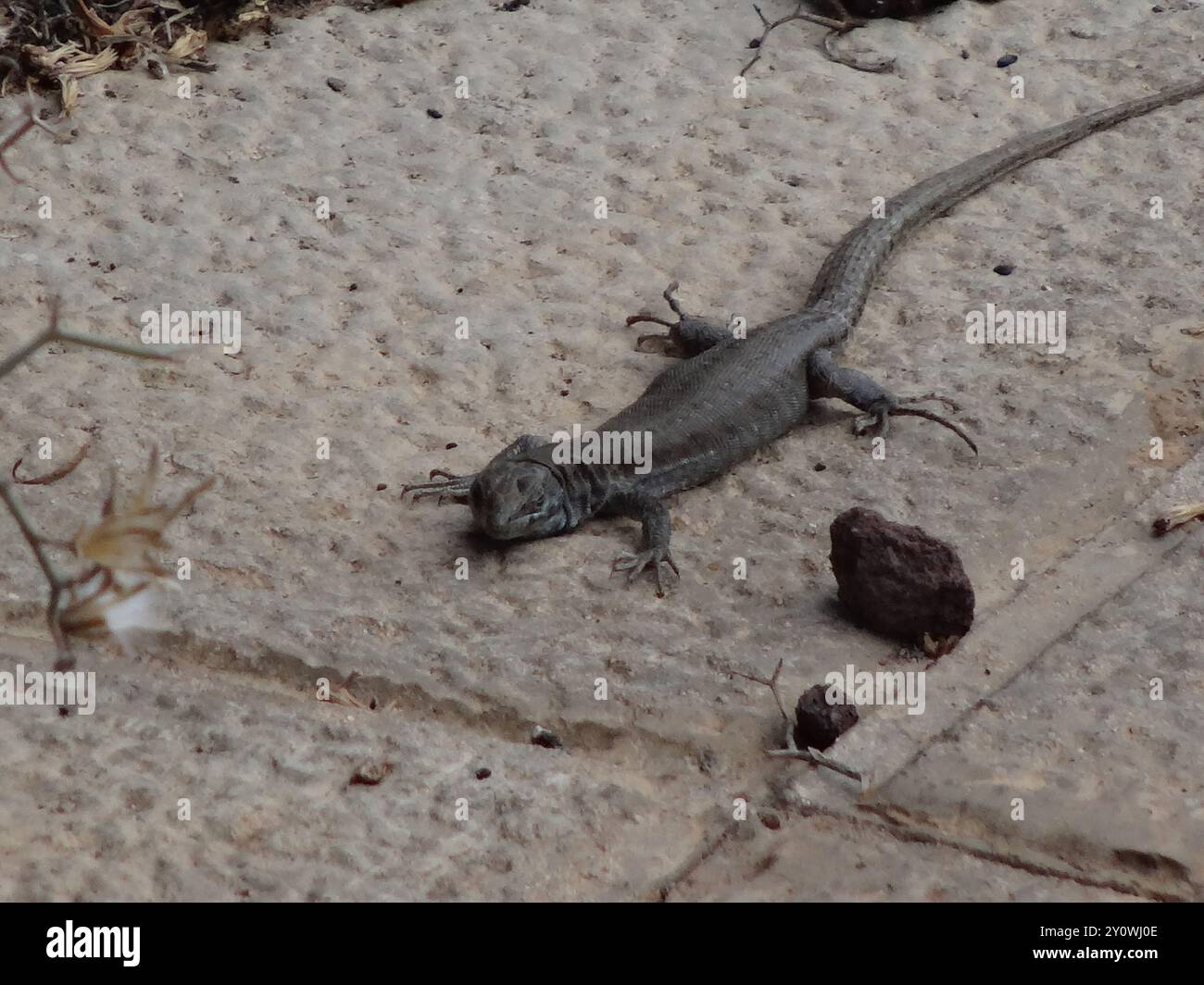 Atlantic Lizard (Gallotia atlantica) Reptilia Stock Photo - Alamy