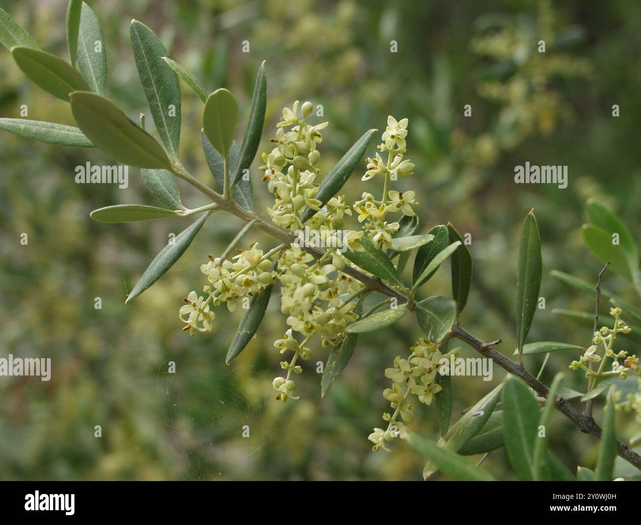 Olive (Olea europaea) Plantae Stock Photo - Alamy