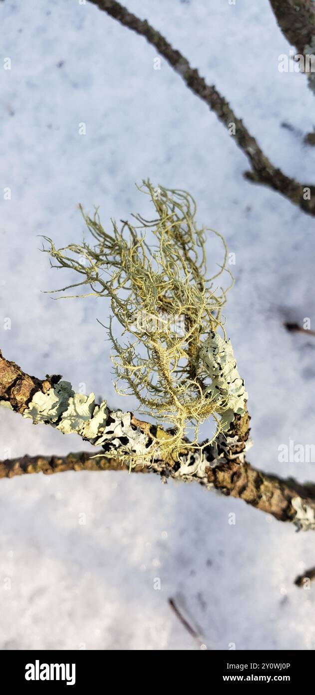 Bristly Beard Lichen (Usnea hirta) Fungi Stock Photo - Alamy