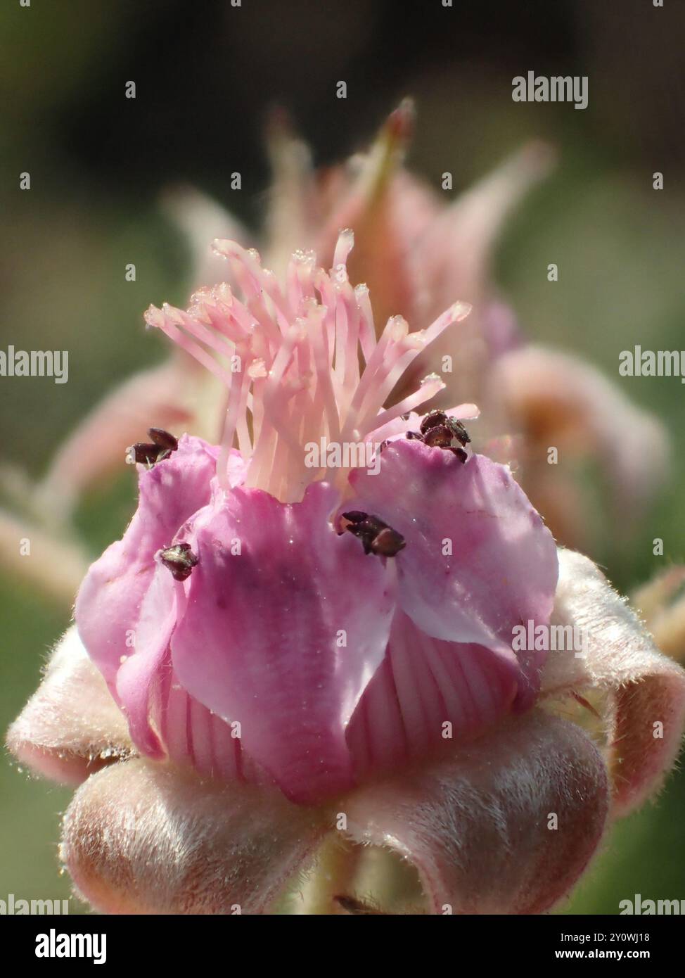 small-leaf bramble (Rubus parvifolius) Plantae Stock Photo - Alamy