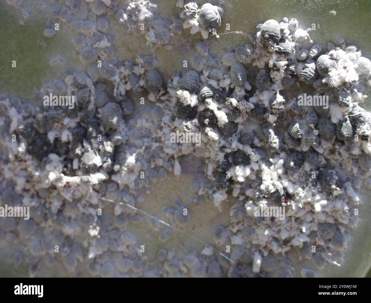 true cochineal bug (Dactylopius coccus) Insecta Stock Photo - Alamy