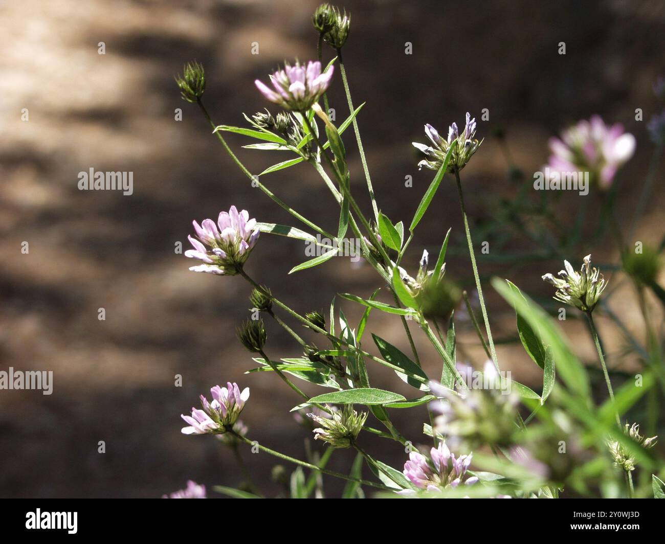 arabian pea (Bituminaria bituminosa) Plantae Stock Photo - Alamy