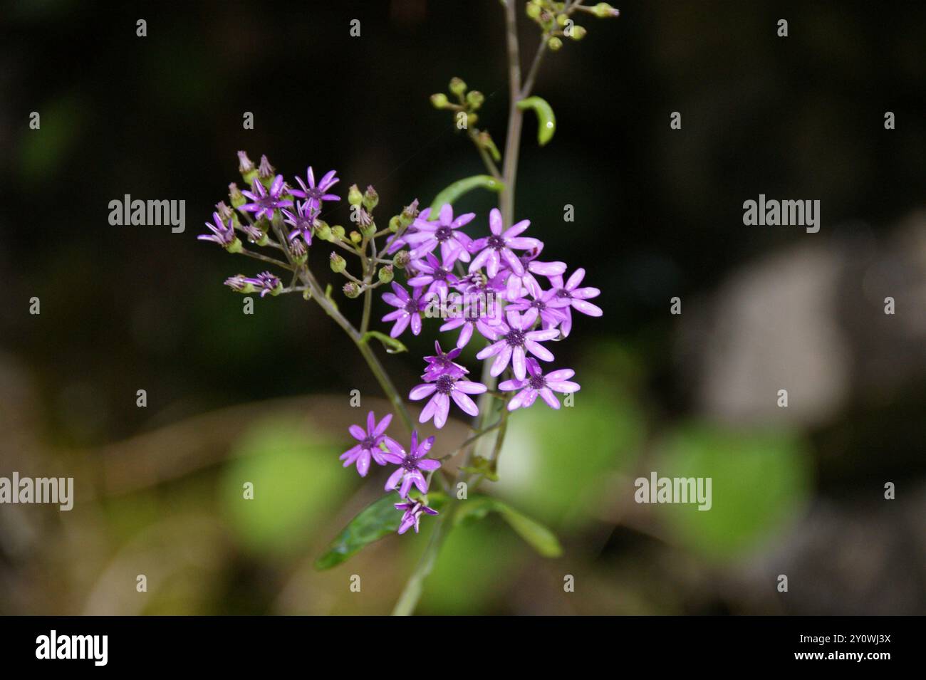 (Pericallis papyracea) Plantae Stock Photo - Alamy