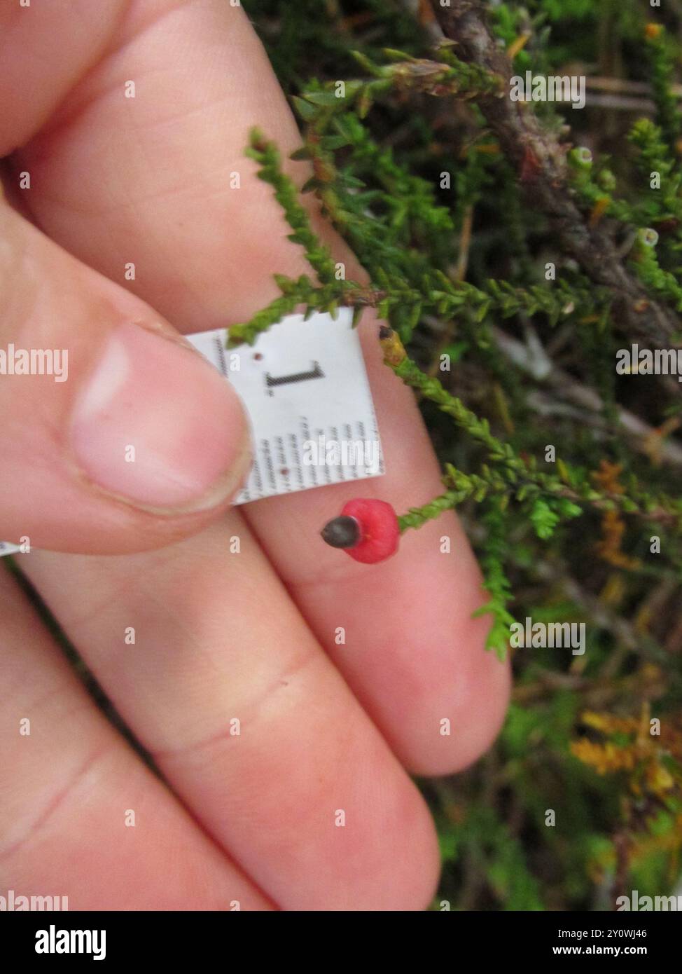 pygmy pine (Lepidothamnus laxifolius) Plantae Stock Photo - Alamy