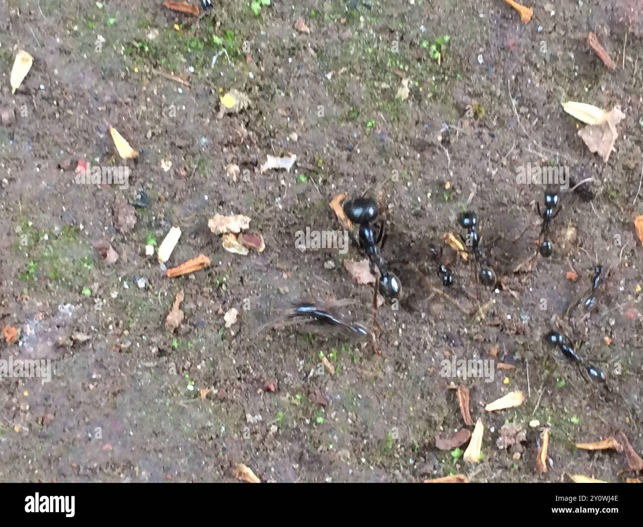 (Labidus praedator) Insecta Stock Photo - Alamy