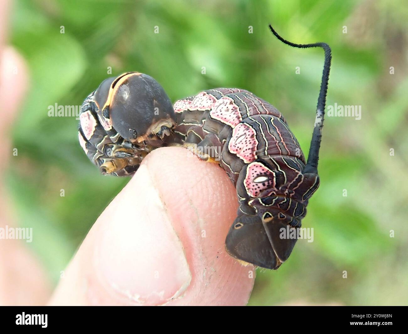 (Isognathus menechus) Insecta Stock Photo - Alamy