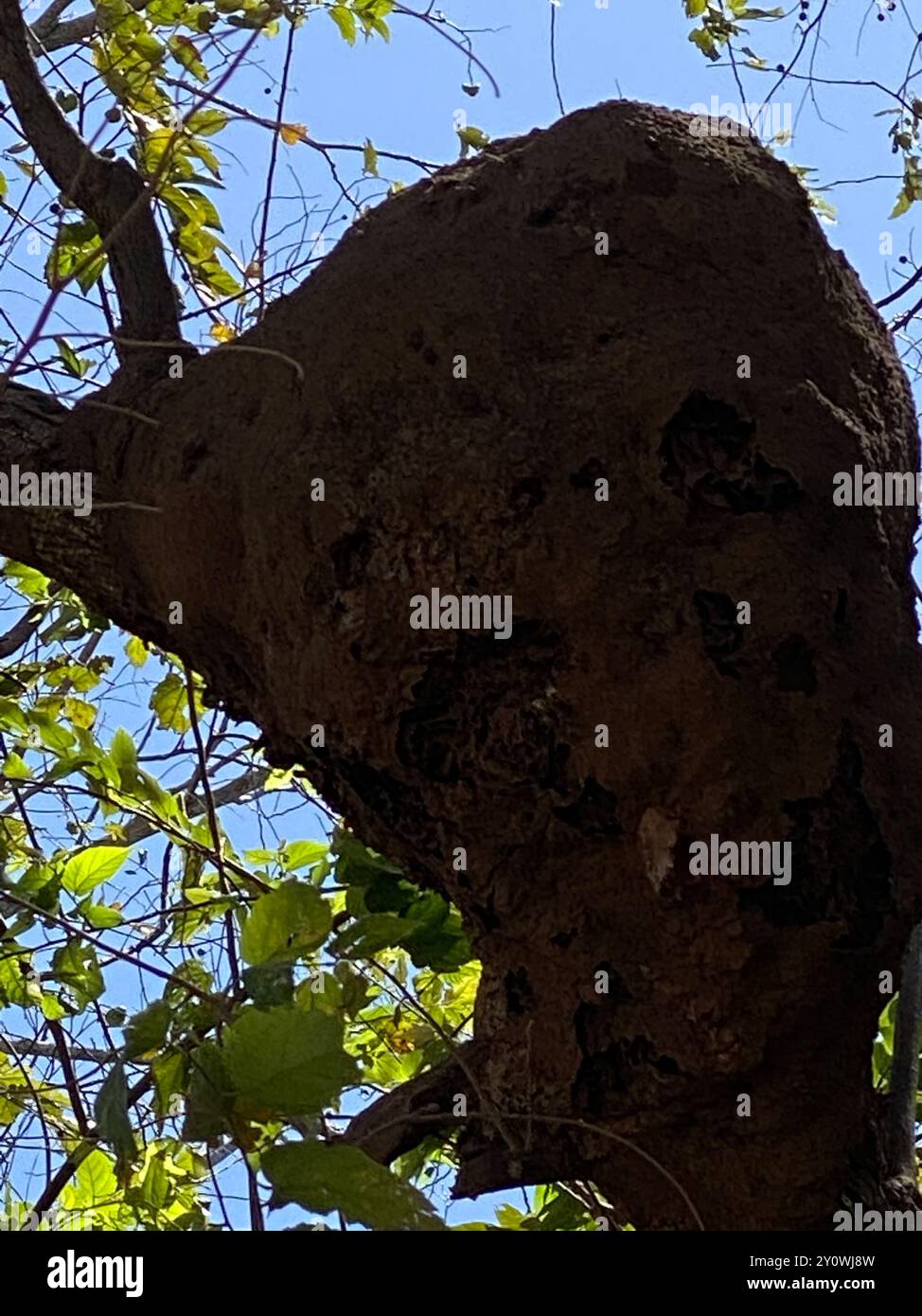 Conehead Termites (Nasutitermes) Insecta Stock Photo - Alamy