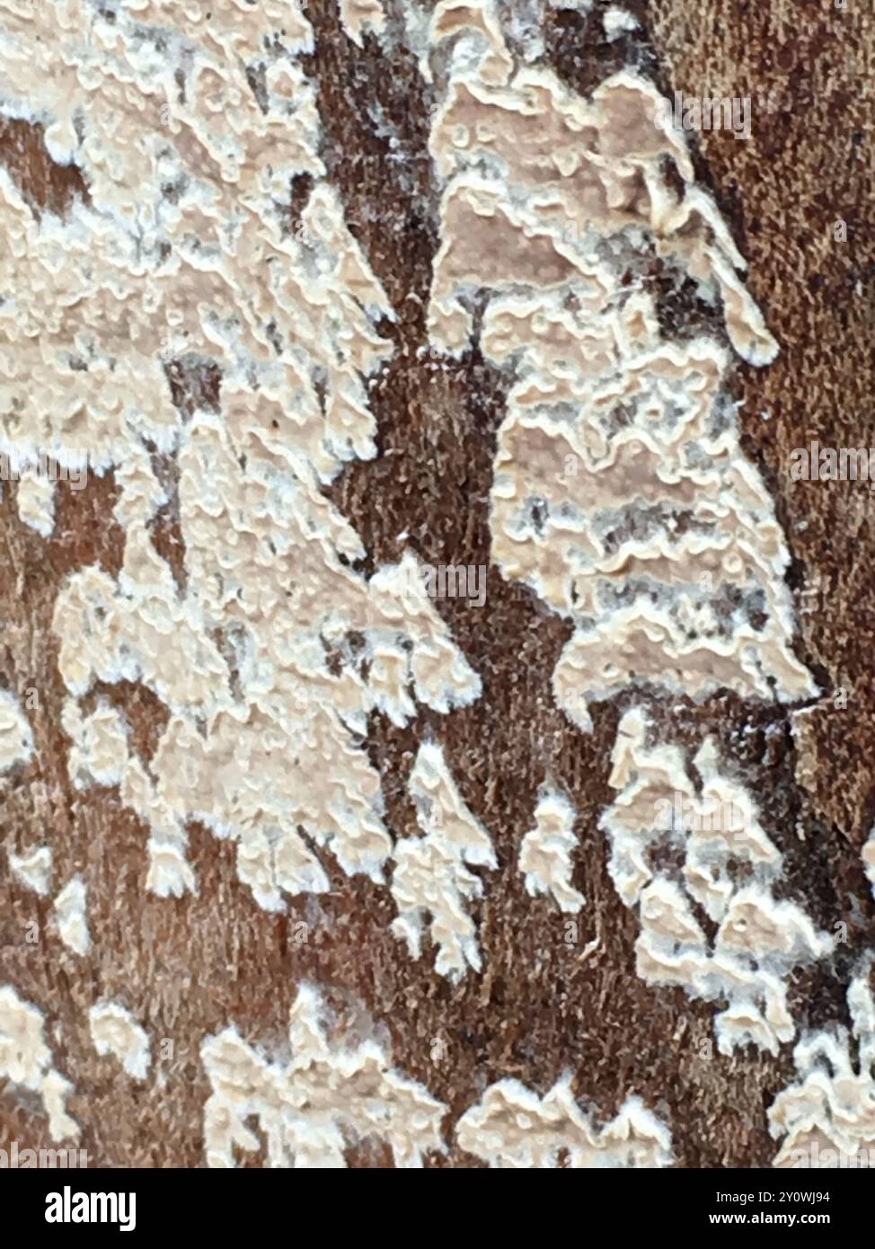 Milk-white Toothed Polypore (Irpex lacteus) Fungi Stock Photo - Alamy
