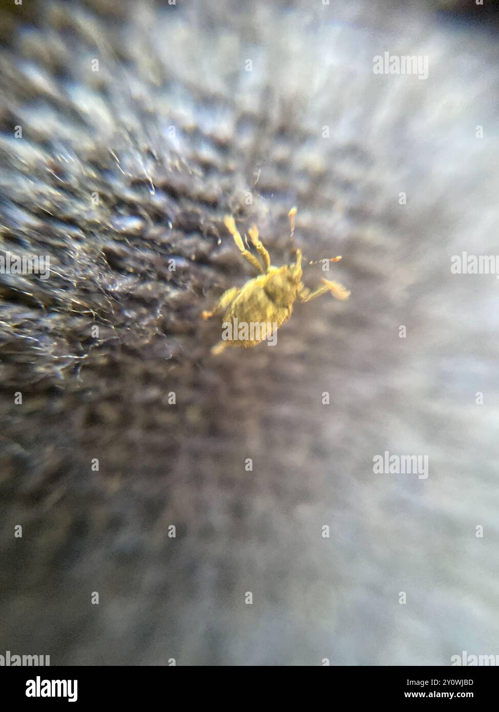 Cabbage Stem Weevil (Ceutorhynchus pallidactylus) Insecta Stock Photo ...