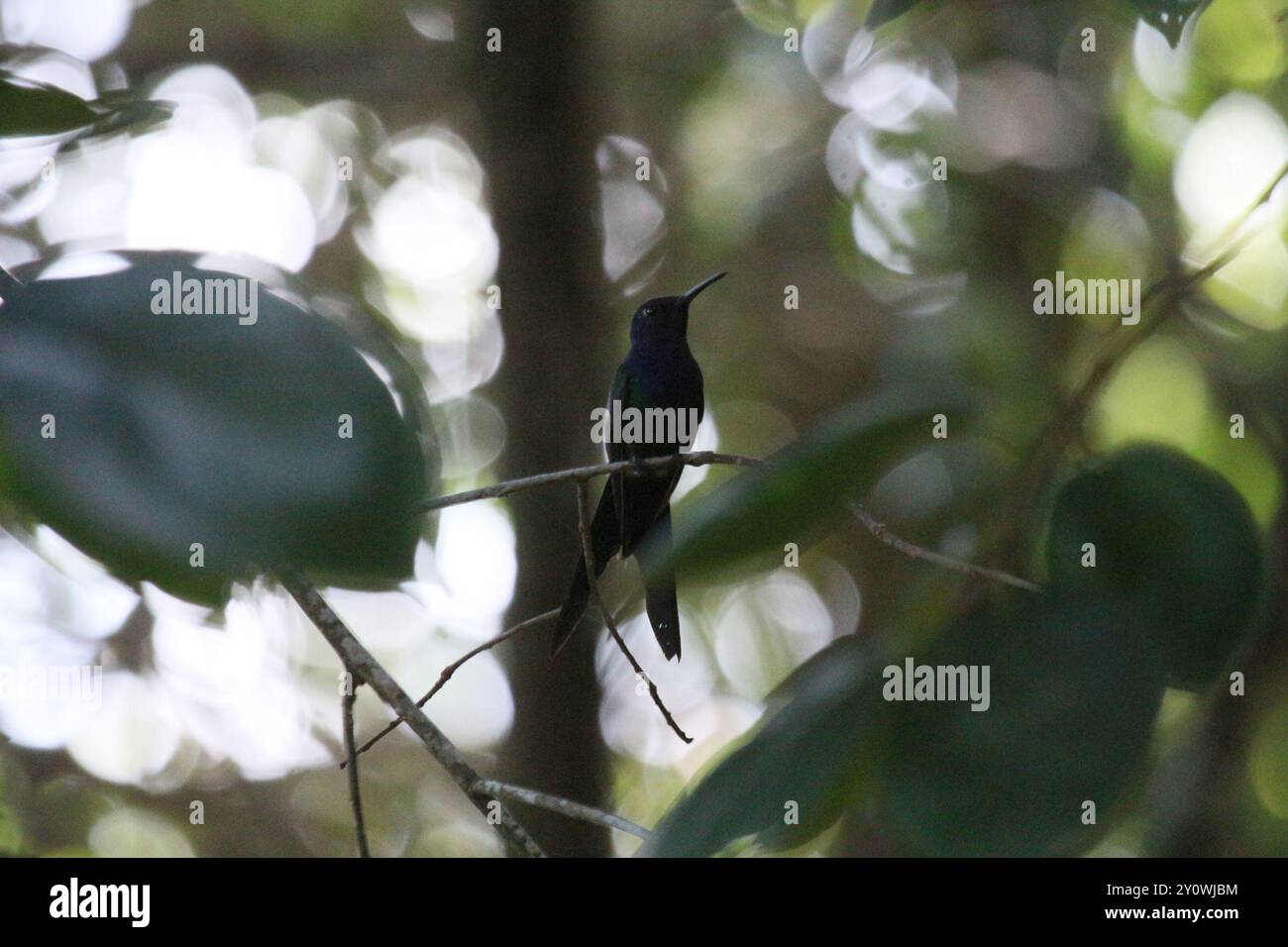 Swallow-tailed Hummingbird (Eupetomena macroura) Aves Stock Photo - Alamy