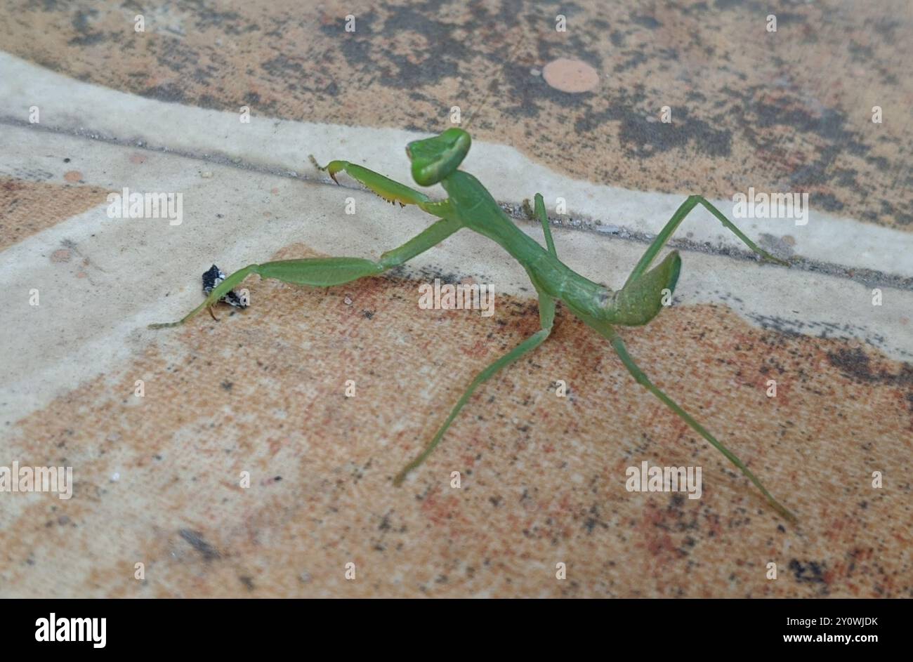 Large Green Praying Mantises (Sphodromantis) Insecta Stock Photo - Alamy