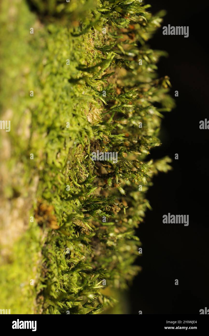 Lateral Cryphaea (Cryphaea heteromalla) Plantae Stock Photo - Alamy