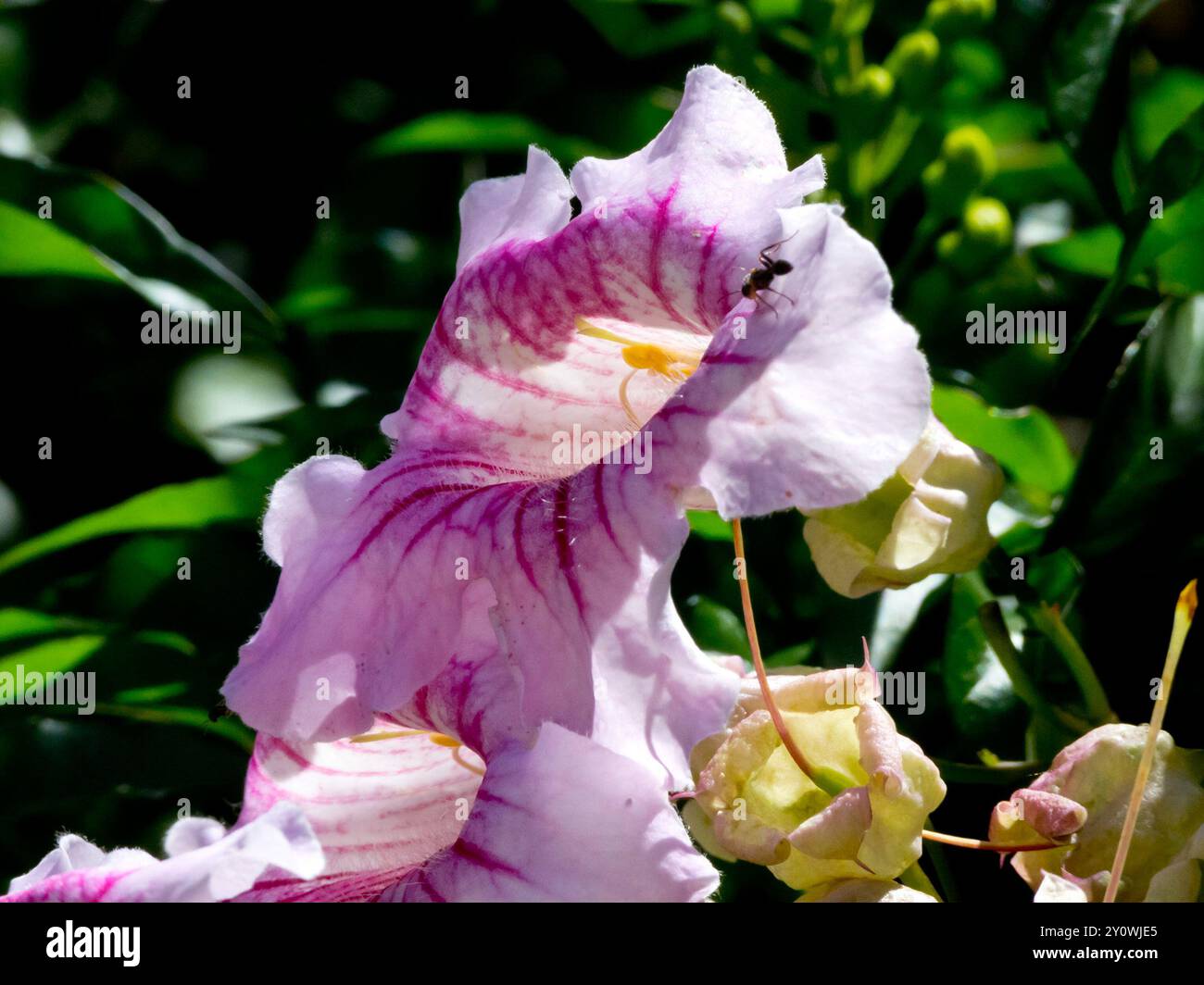 bignonias (Bignonia) Plantae Stock Photo - Alamy