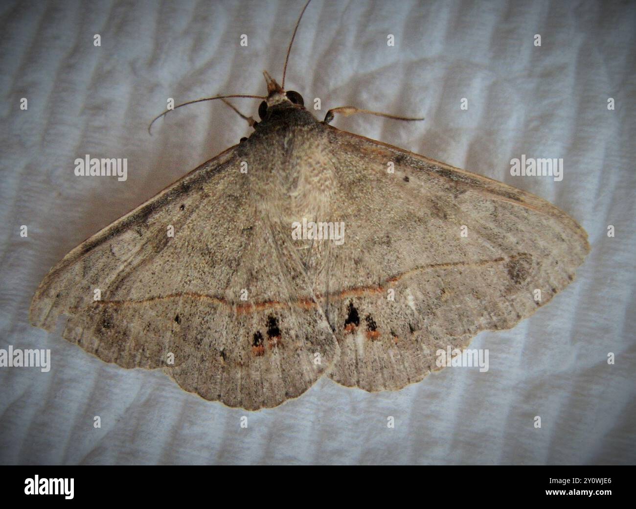 Velvetbean Caterpillar Moth (Anticarsia gemmatalis) Insecta Stock Photo ...