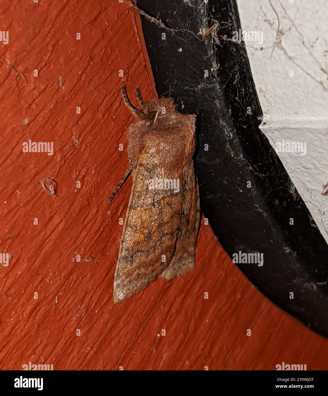 Three-spotted Sallow (Eupsilia tristigmata) Insecta Stock Photo - Alamy