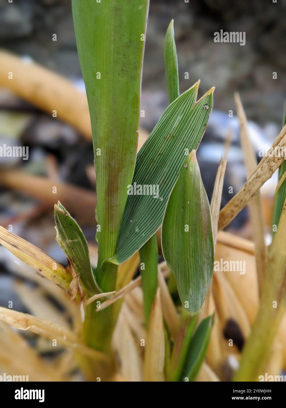 grasses (Poaceae) Plantae Stock Photo - Alamy