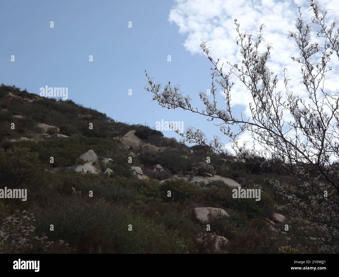 smooth mountain mahogany (Cercocarpus minutiflorus) Plantae Stock Photo ...