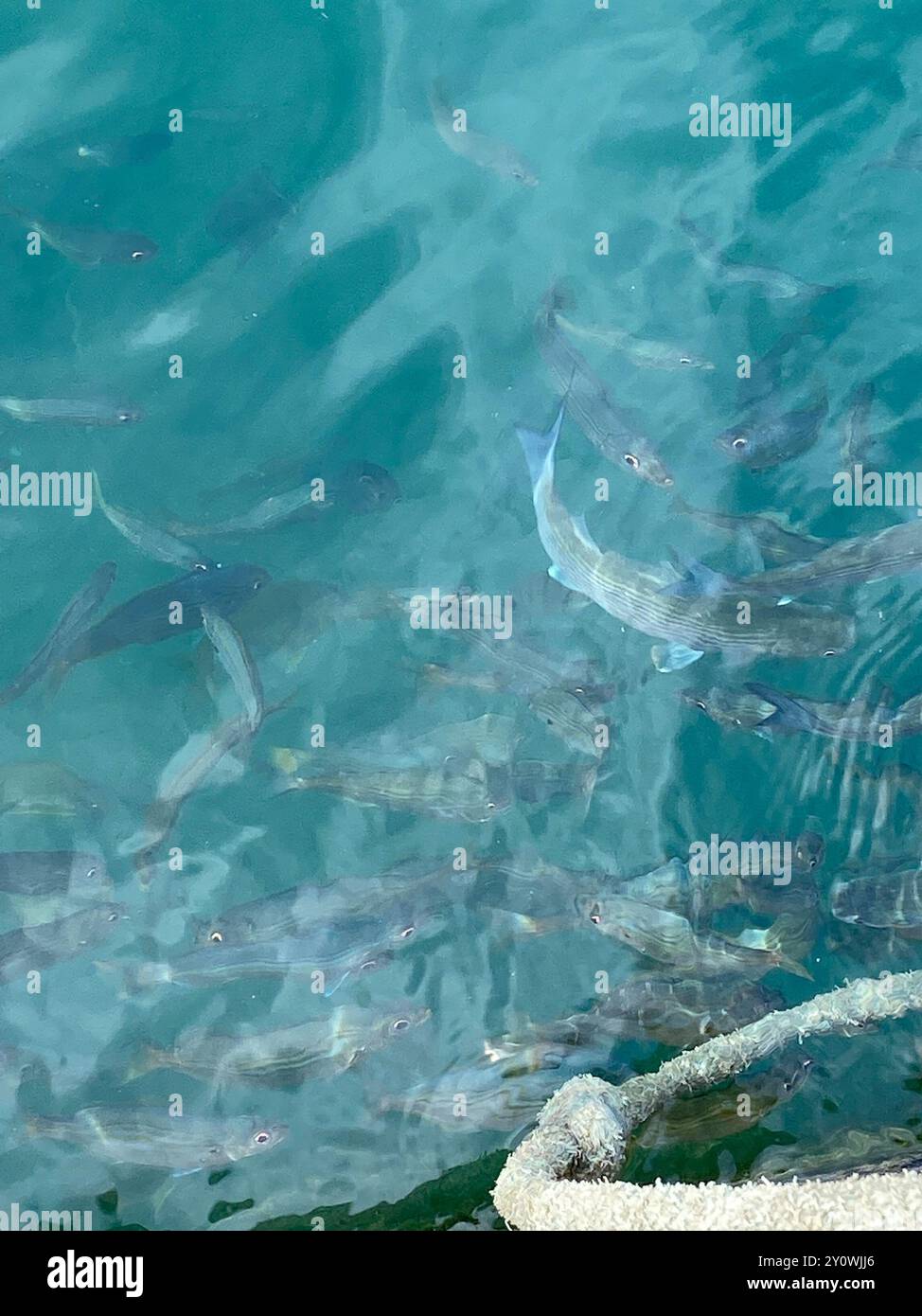 Mullets (Mugilidae) Actinopterygii Stock Photo - Alamy