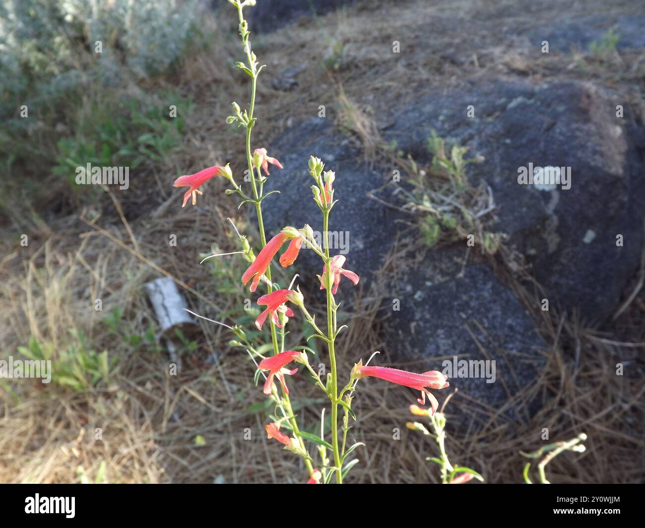 Bridges' penstemon (Penstemon rostriflorus) Plantae Stock Photo - Alamy