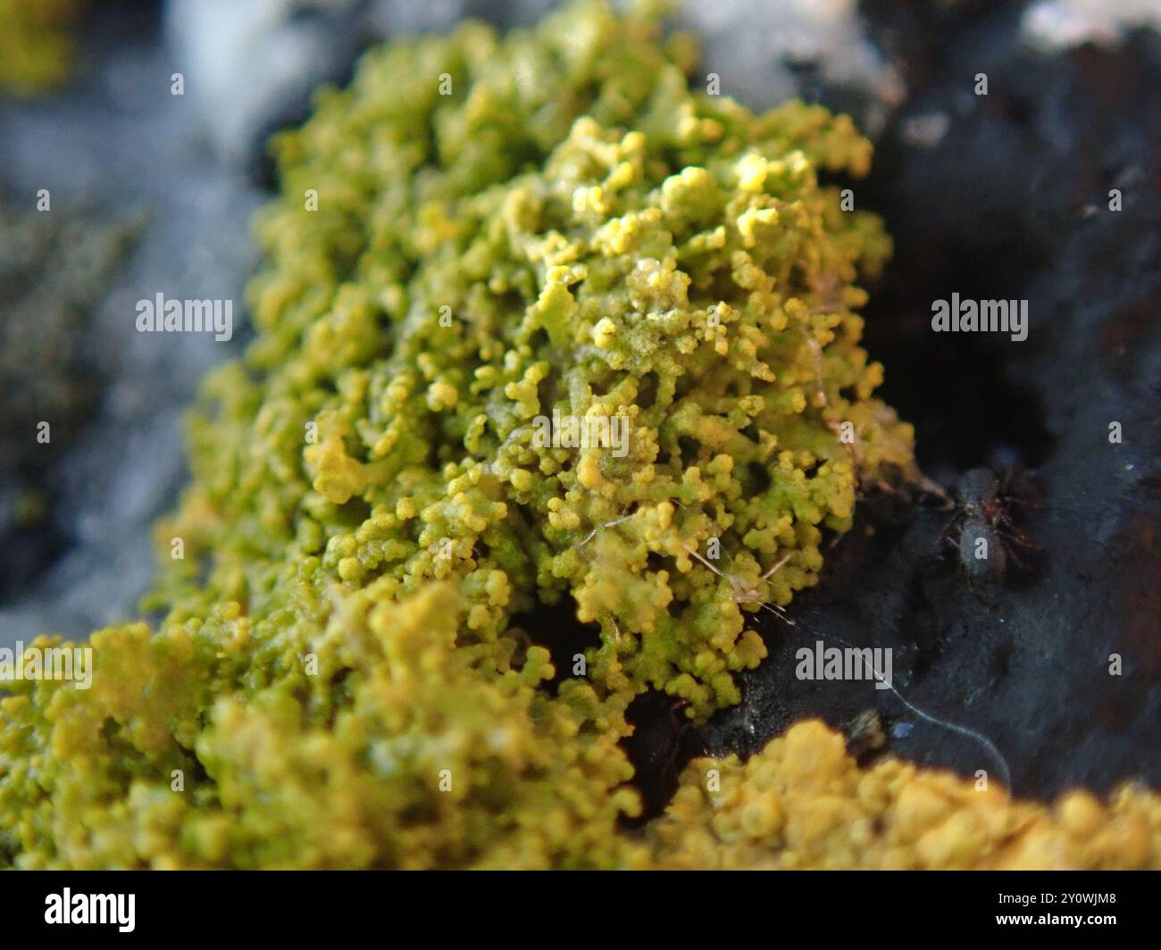 Shrubby Sunburst Lichen (Polycauliona candelaria) Fungi Stock Photo - Alamy