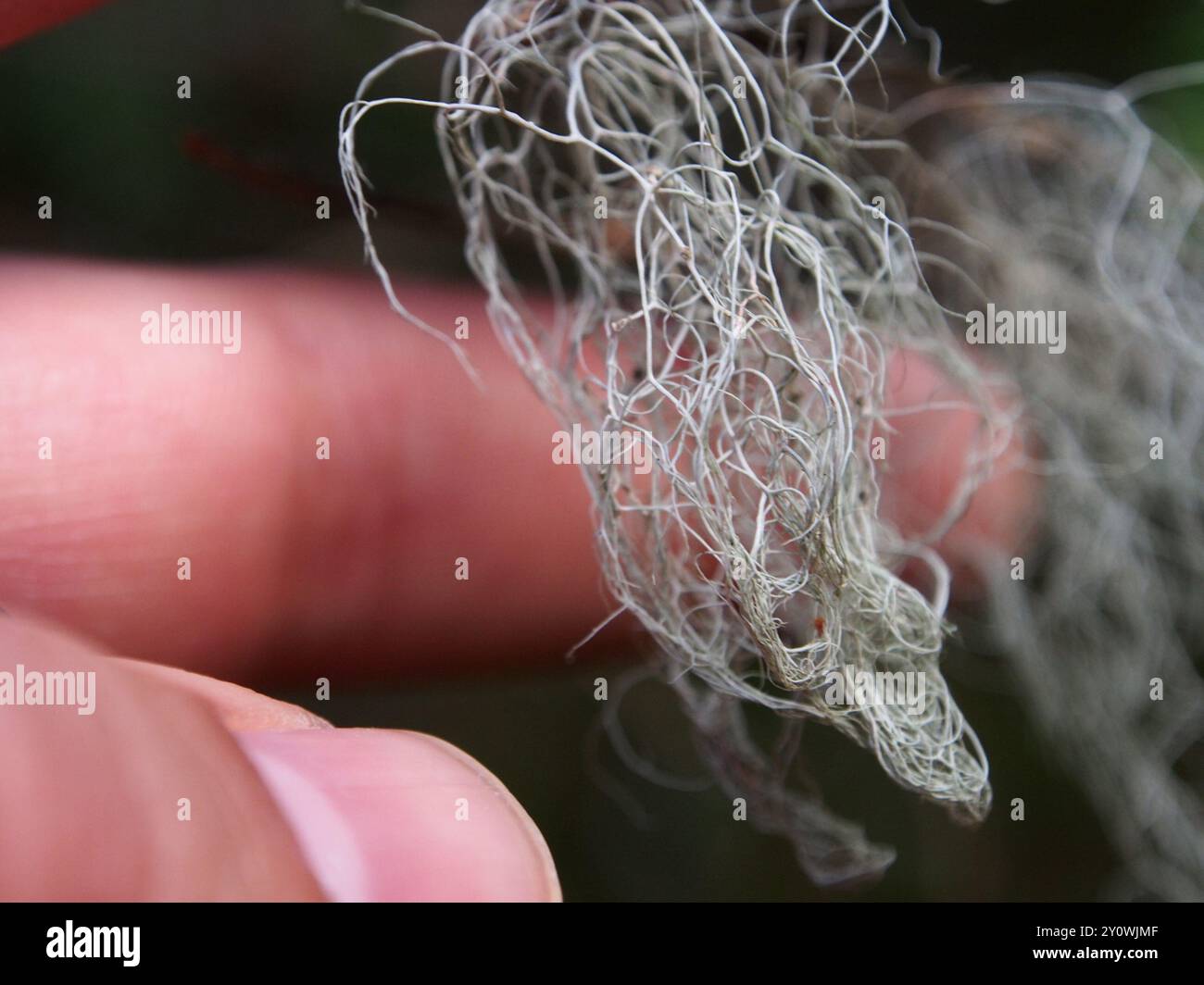 Pale-footed Horsehair Lichen (Bryoria fuscescens) Fungi Stock Photo - Alamy