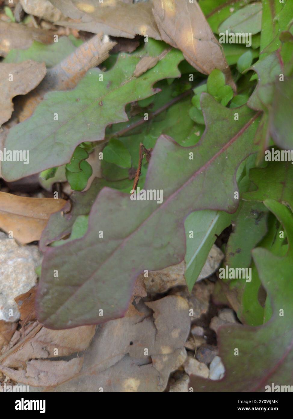 Smooth Cat's Ear (Hypochaeris glabra) Plantae Stock Photo - Alamy