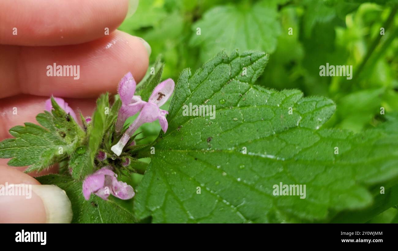 cutleaf deadnettle (Lamium hybridum) Plantae Stock Photo - Alamy