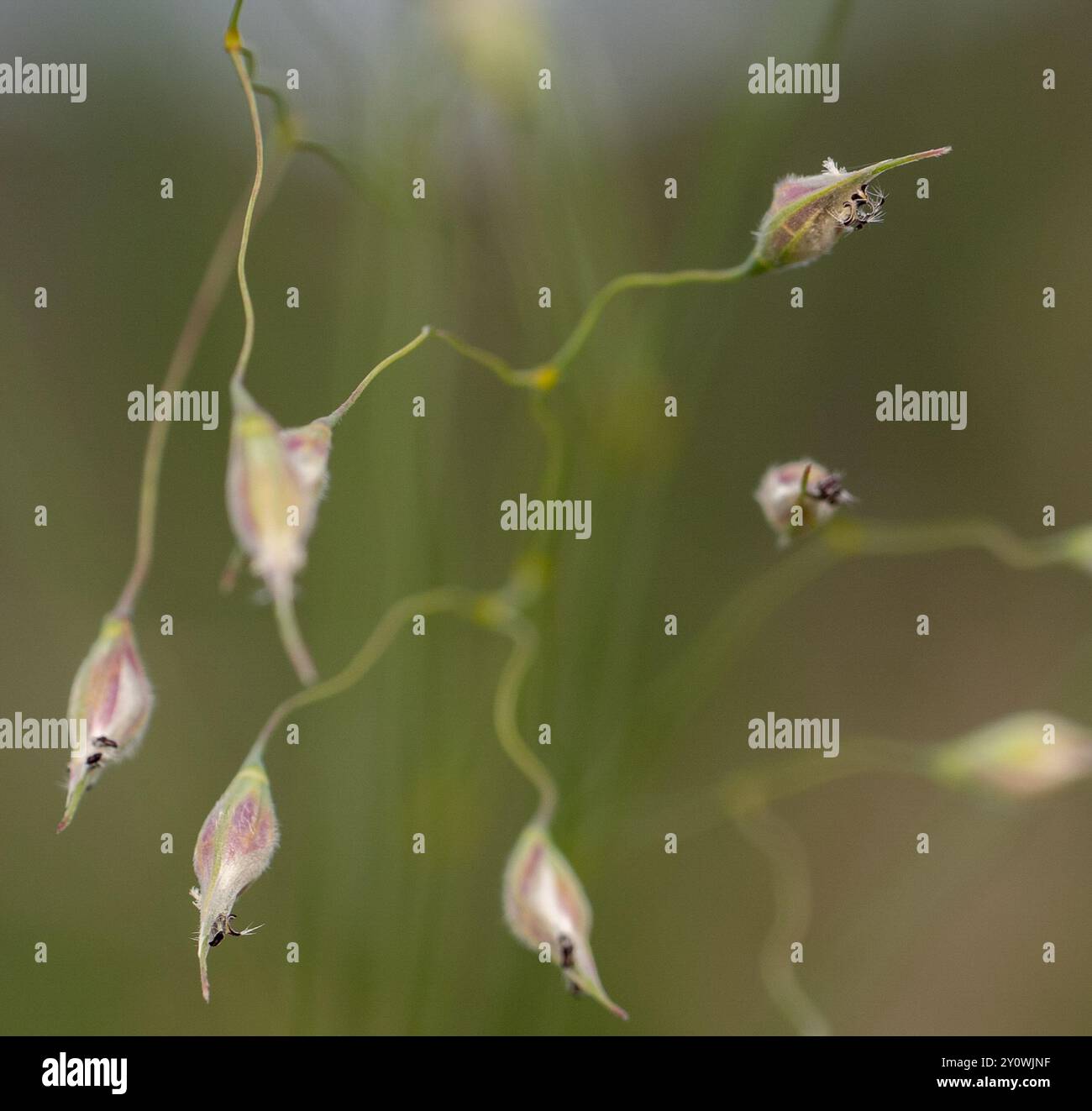 Sand Ricegrass (Eriocoma hymenoides) Plantae Stock Photo - Alamy