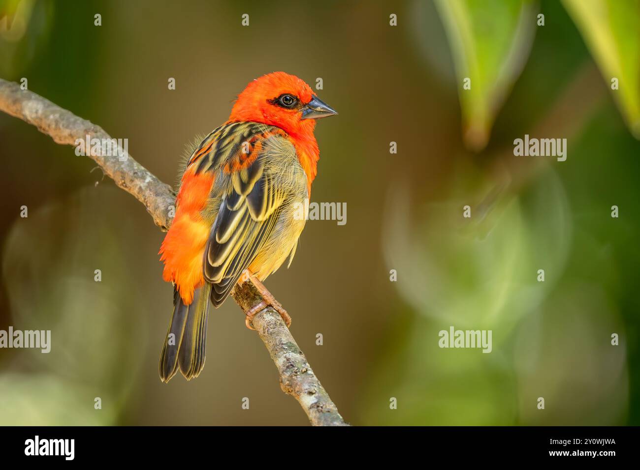 Mauritius fody - Foudia rubra, beautiful colored rare weaver bird ...