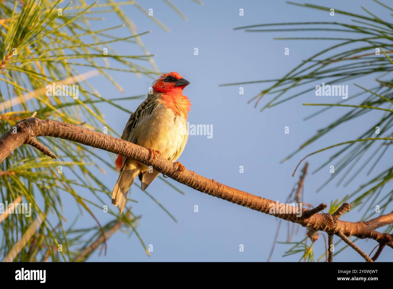 Mauritius fody - Foudia rubra, beautiful colored rare weaver bird ...