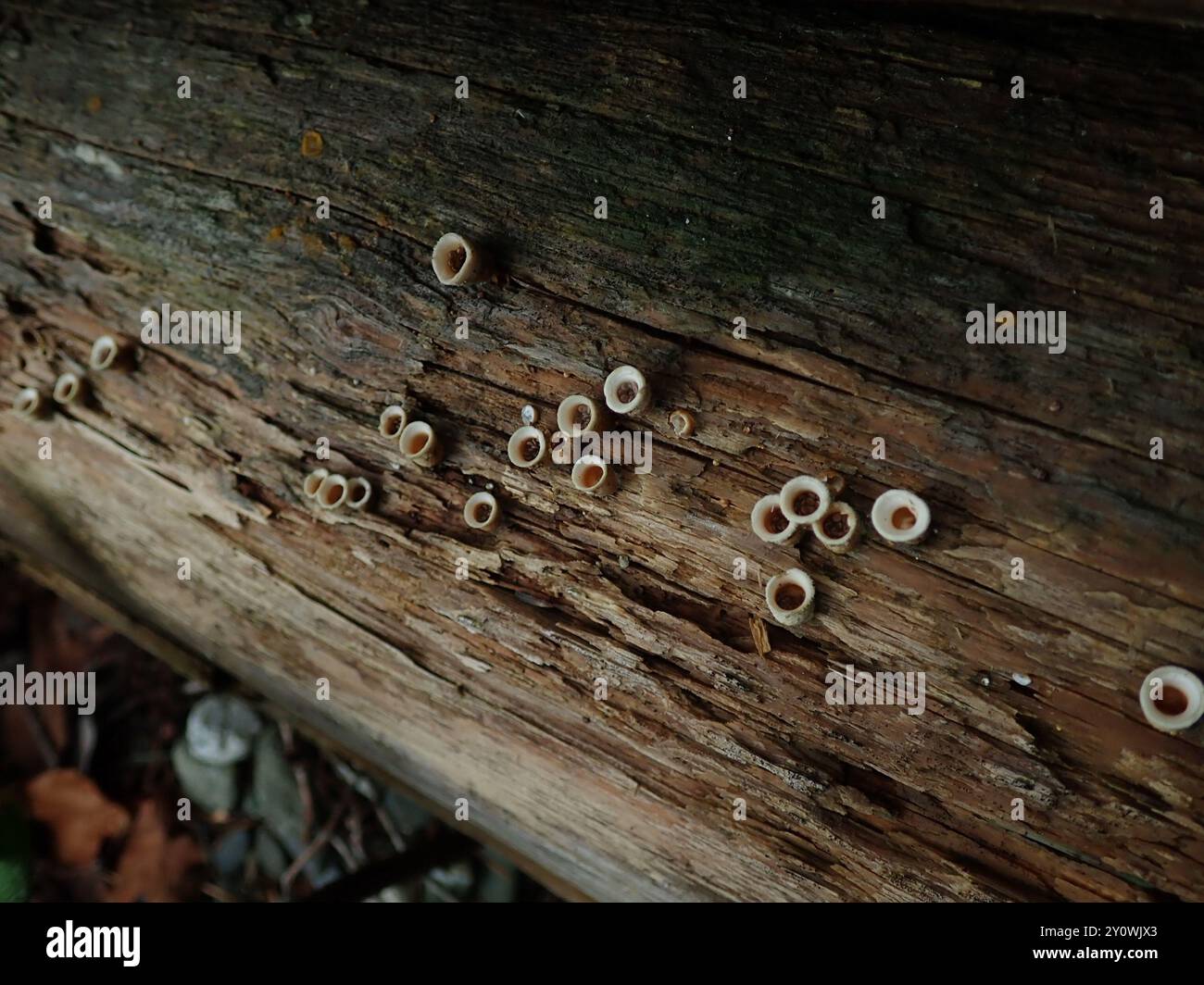 woolly bird's nest fungus (Nidula niveotomentosa) Fungi Stock Photo - Alamy